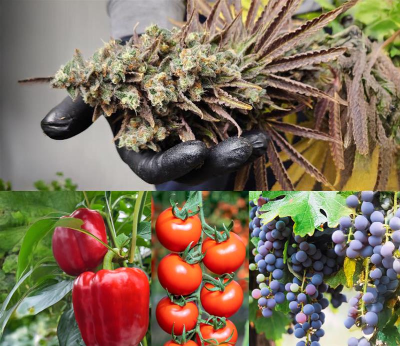 Organik Nation | Sustainable Cannabis Cultivation Solutions